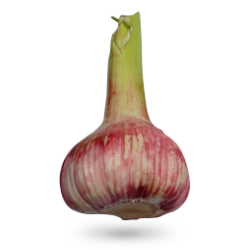 Ail violet frais - BIO TRUCK - Ail violet frais